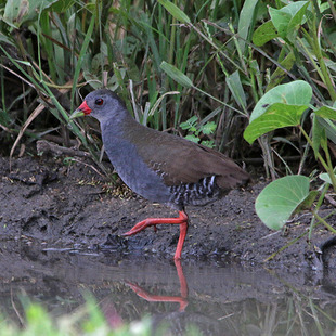 turu-turu (Neocrex erythrops) | WikiAves - A Enciclopédia das Aves do ...