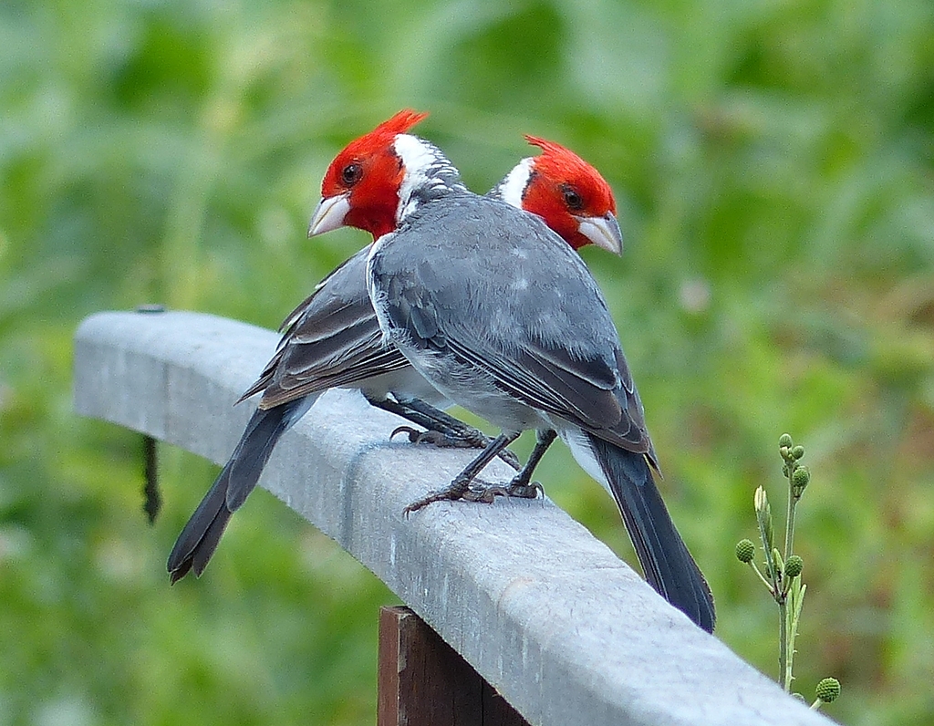 Foto cardeal (Paroaria coronata) Por Joselito Rocha de Macedo | Wiki ...