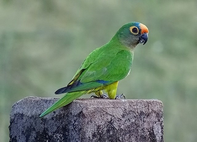 periquito-rei (Eupsittula aurea) | WikiAves - A Enciclopédia das Aves ...
