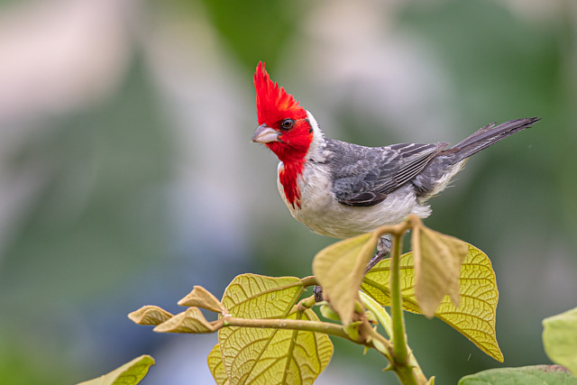 Foto cardeal (Paroaria coronata) Por Paulo Fernando Bertagnolli | Wiki ...