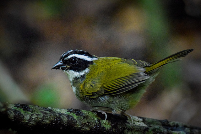 Foto tico-tico-de-bico-preto (Arremon taciturnus) Por Andre Siade ...