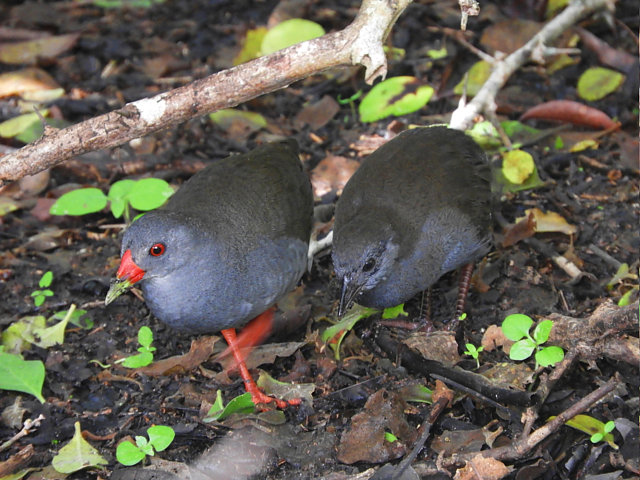 Foto turu-turu (Neocrex erythrops) Por Antunes Lima (Tuny) | Wiki Aves ...