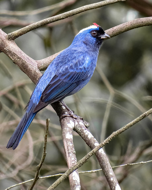 Foto sanhaço-frade (Stephanophorus diadematus) Por Rafael Lopes ...