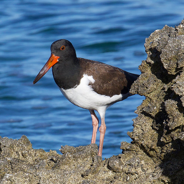 Foto piru-piru (Haematopus palliatus) Por Paulo Cunha Pereira | Wiki ...