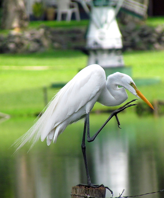 Foto garça-branca-grande (Ardea alba) Por João Batista Coeti | Wiki ...
