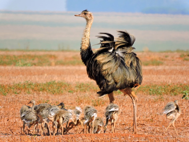 ema (Rhea americana) | WikiAves - A Enciclopédia das Aves do Brasil