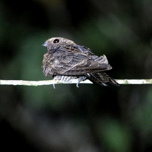 bacurau-de-cauda-barrada (Nyctiprogne leucopyga) | WikiAves - A ...
