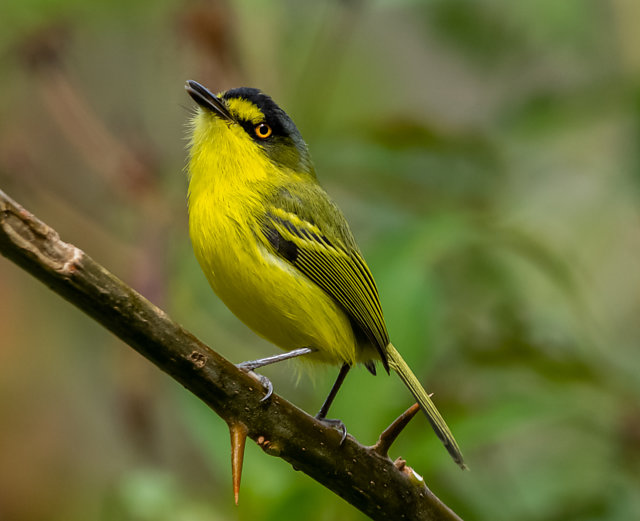 Foto teque-teque (Todirostrum poliocephalum) Por Paulo Dellalio | Wiki ...