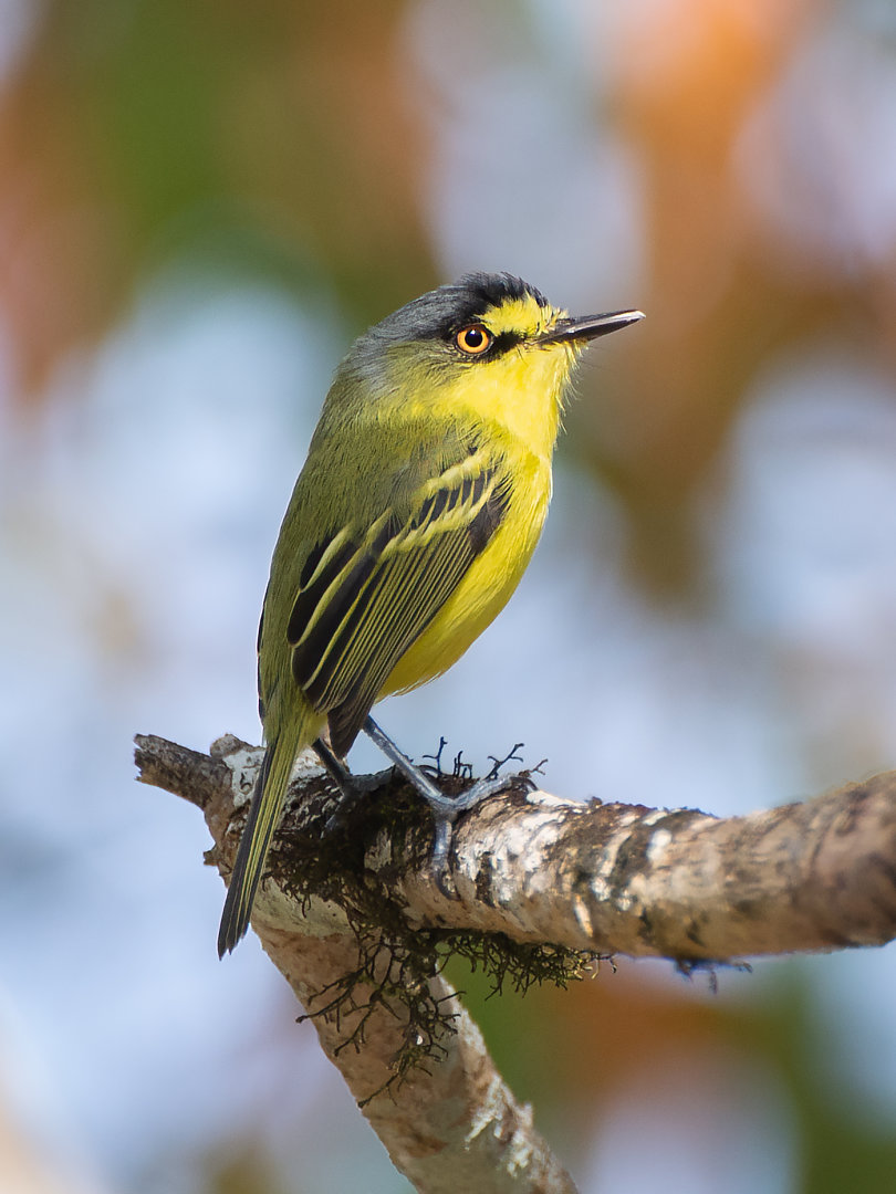 Foto teque-teque (Todirostrum poliocephalum) Por Cláudio Dias Timm ...