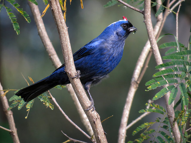 Foto sanhaço-frade (Stephanophorus diadematus) Por Rafael Lopes ...
