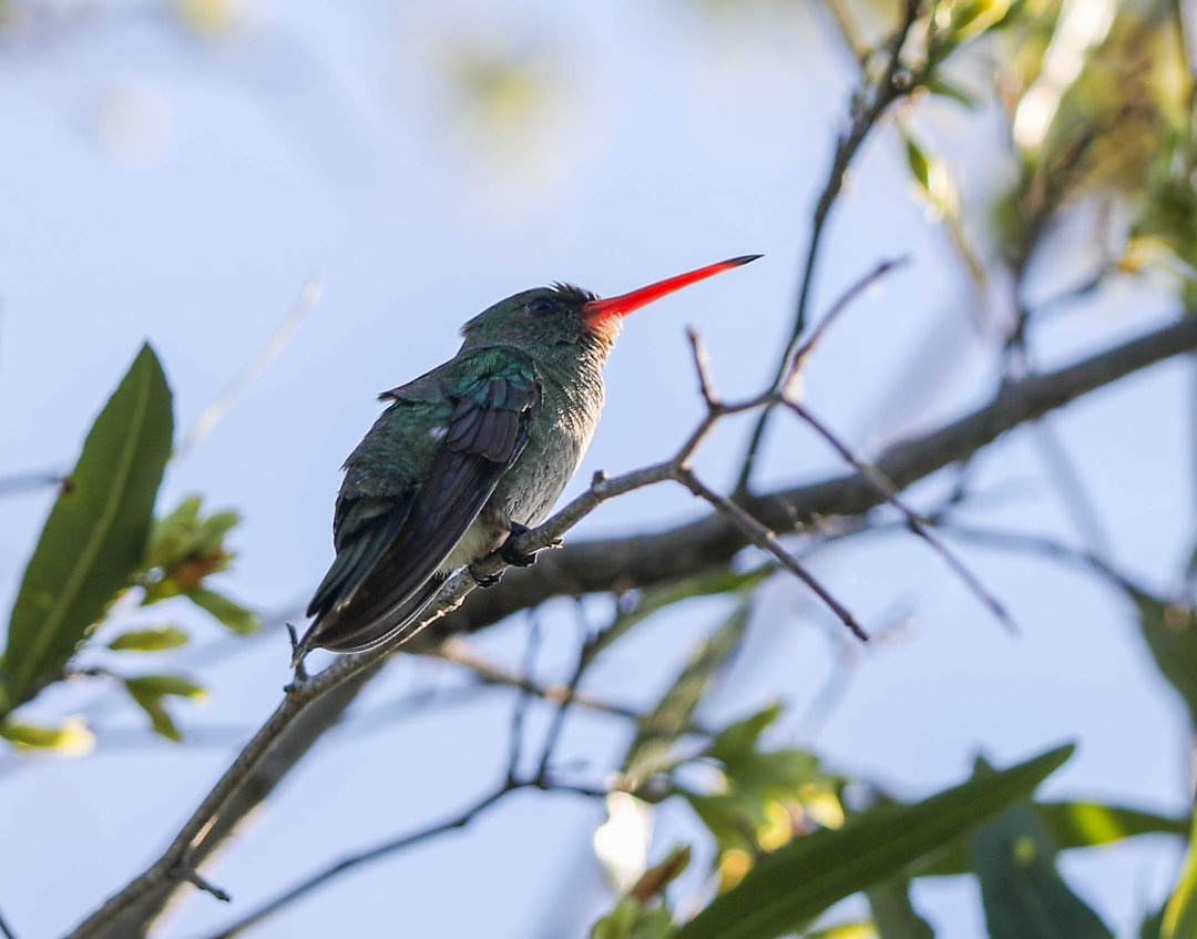 Foto beija-flor-dourado (Hylocharis chrysura) Por Claudio Furini | Wiki ...