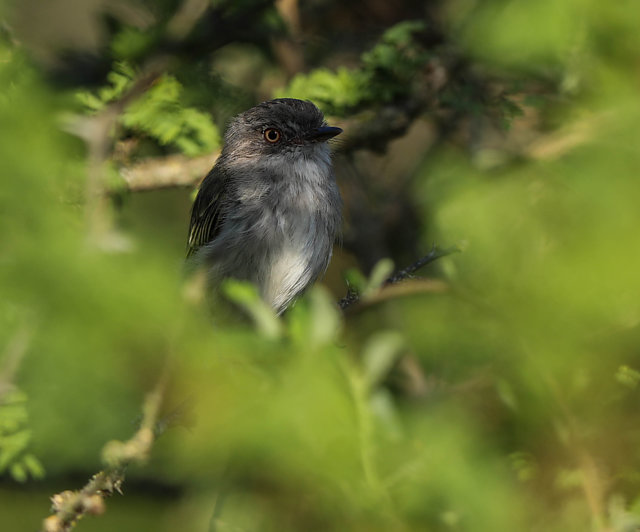 Foto sebinho-de-olho-de-ouro (Hemitriccus margaritaceiventer) Por ...