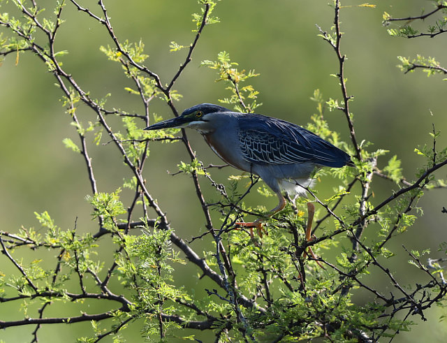 Foto socozinho (Butorides striata) Por Claudio Furini | Wiki Aves - A ...