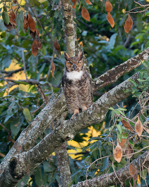 Foto jacurutu (Bubo virginianus) Por Tiago Degaspari | Wiki Aves - A ...