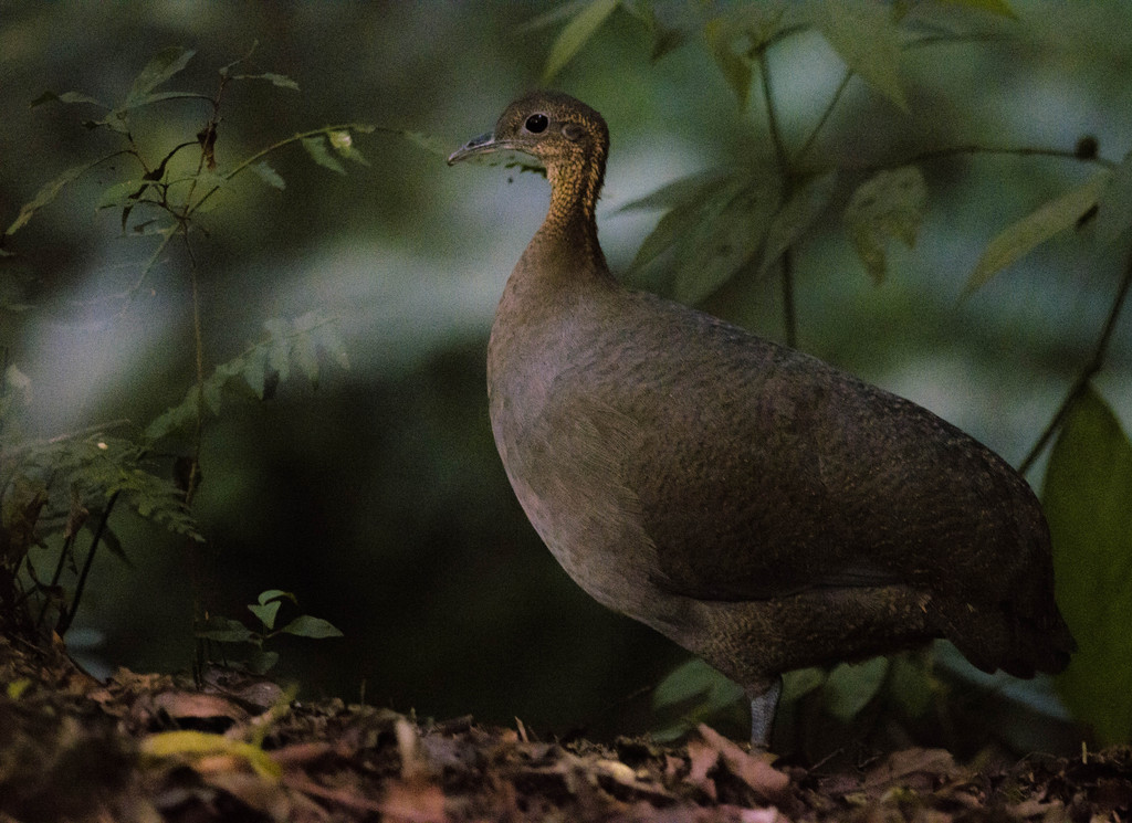 Foto macuco (Tinamus solitarius) Por Guto Balieiro | Wiki Aves - A ...