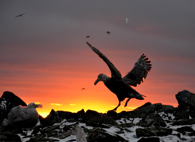 Procellariiformes | WikiAves - A Enciclopédia das Aves do Brasil