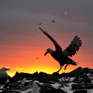 Procellariiformes | WikiAves - A Enciclopédia das Aves do Brasil