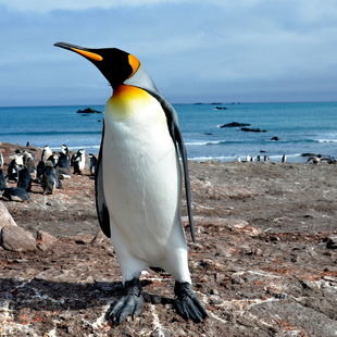 Sphenisciformes | WikiAves - A Enciclopédia das Aves do Brasil