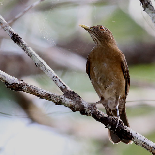 Foto sabiá-da-várzea (Turdus sanchezorum) Por Henrique Langenegger ...