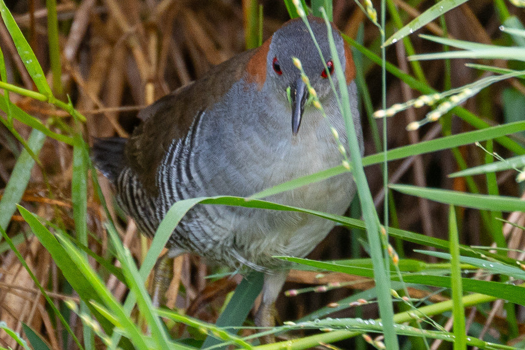 Foto sanã-do-capim (Laterallus exilis) Por Mats Hildeman | Wiki Aves ...