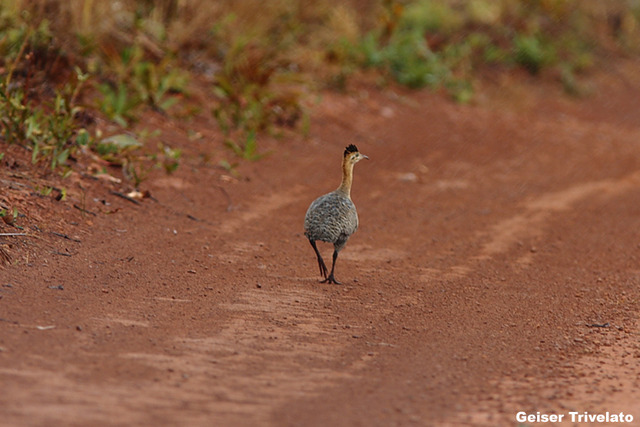 Foto perdiz (Rhynchotus rufescens) Por Geiser Trivelato | Wiki Aves - A ...