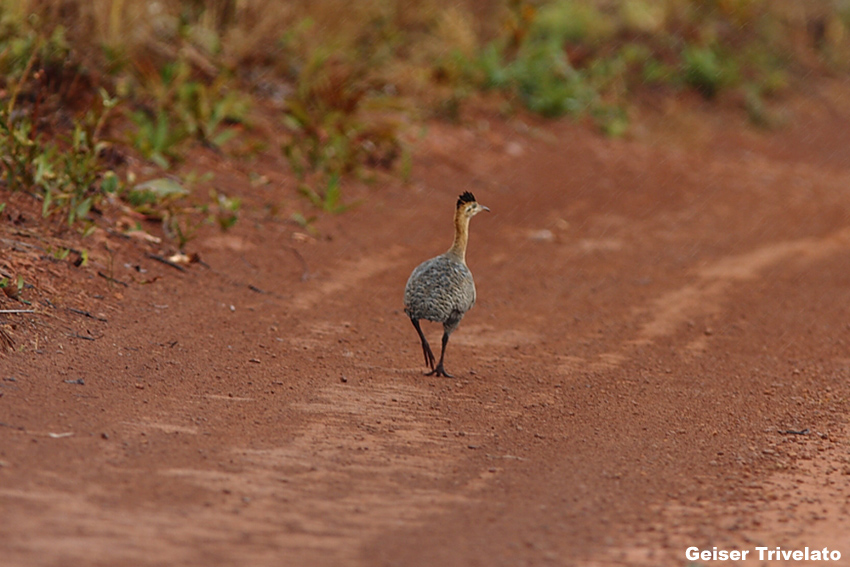 Foto perdiz (Rhynchotus rufescens) Por Geiser Trivelato | Wiki Aves - A ...