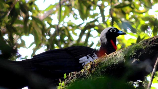 Foto jacutinga (Aburria jacutinga) Por Tiago Machado-de-Souza | Wiki ...
