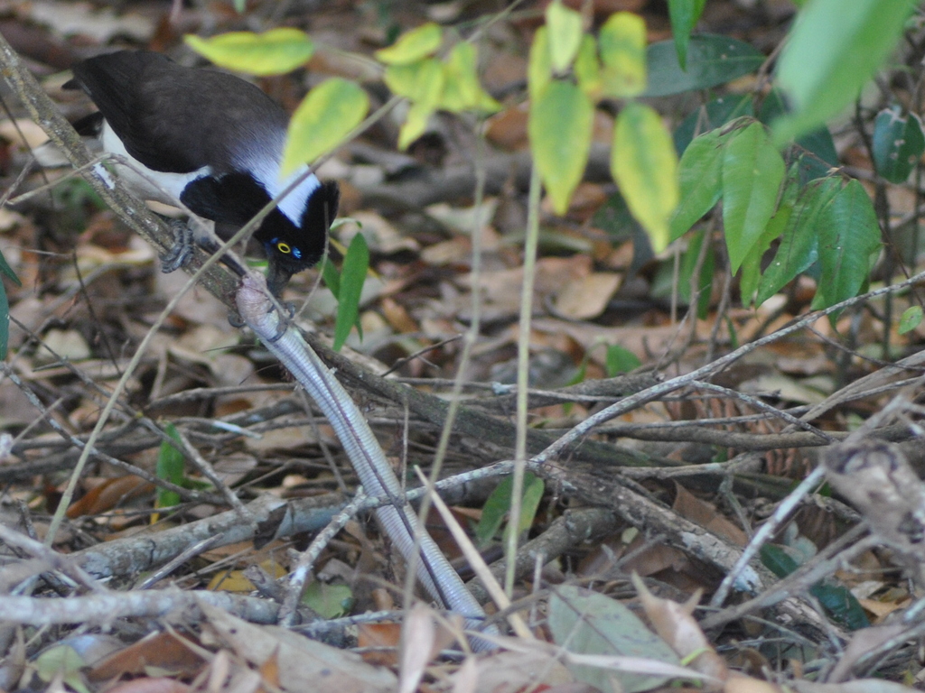 Foto gralha-cancã (Cyanocorax cyanopogon) Por Léo Barbosa | Wiki Aves ...
