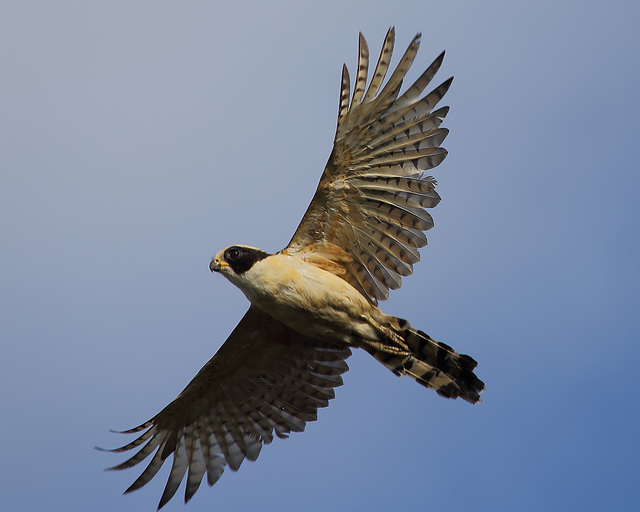 acauã (Herpetotheres cachinnans) | WikiAves - A Enciclopédia das Aves ...