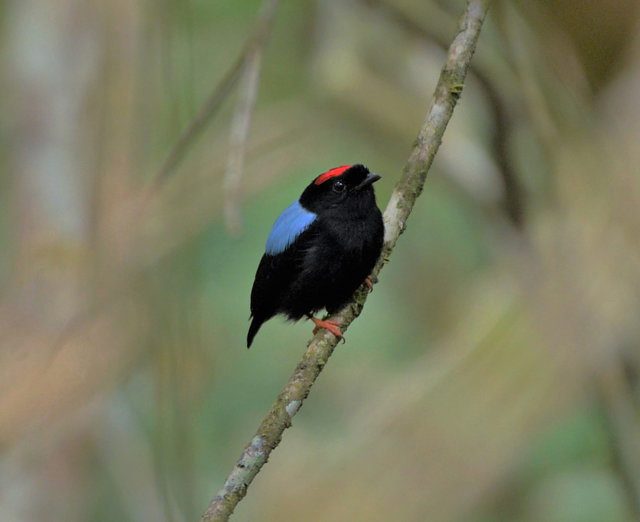 Foto tangará-príncipe (Chiroxiphia pareola) Por Julio Machado | Wiki ...