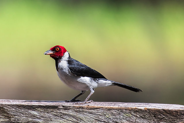 Foto cardeal-da-bolívia (Paroaria cervicalis) Por Thelma Gatuzzo | Wiki ...