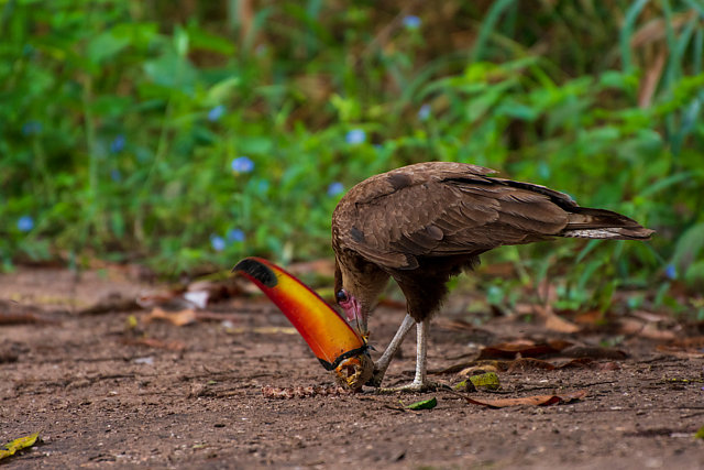 Foto carcará (Caracara plancus) Por João Salvador | Wiki Aves - A ...