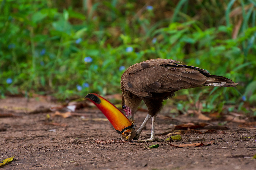 Foto carcará (Caracara plancus) Por João Salvador | Wiki Aves - A ...