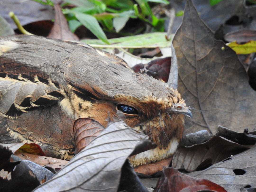 Foto bacurau (Nyctidromus albicollis) Por Giuliano Z Miotto | Wiki Aves ...