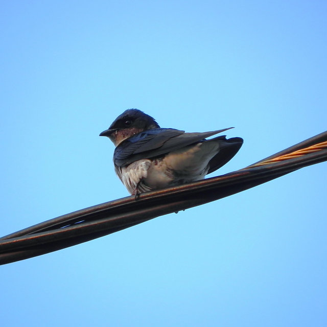 Foto andorinha-grande (Progne chalybea) Por Lara Mori | Wiki Aves - A ...