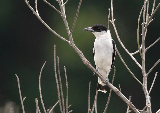 Foto anambé-branco-de-bochecha-parda (Tityra inquisitor) Por Marco Cruz ...