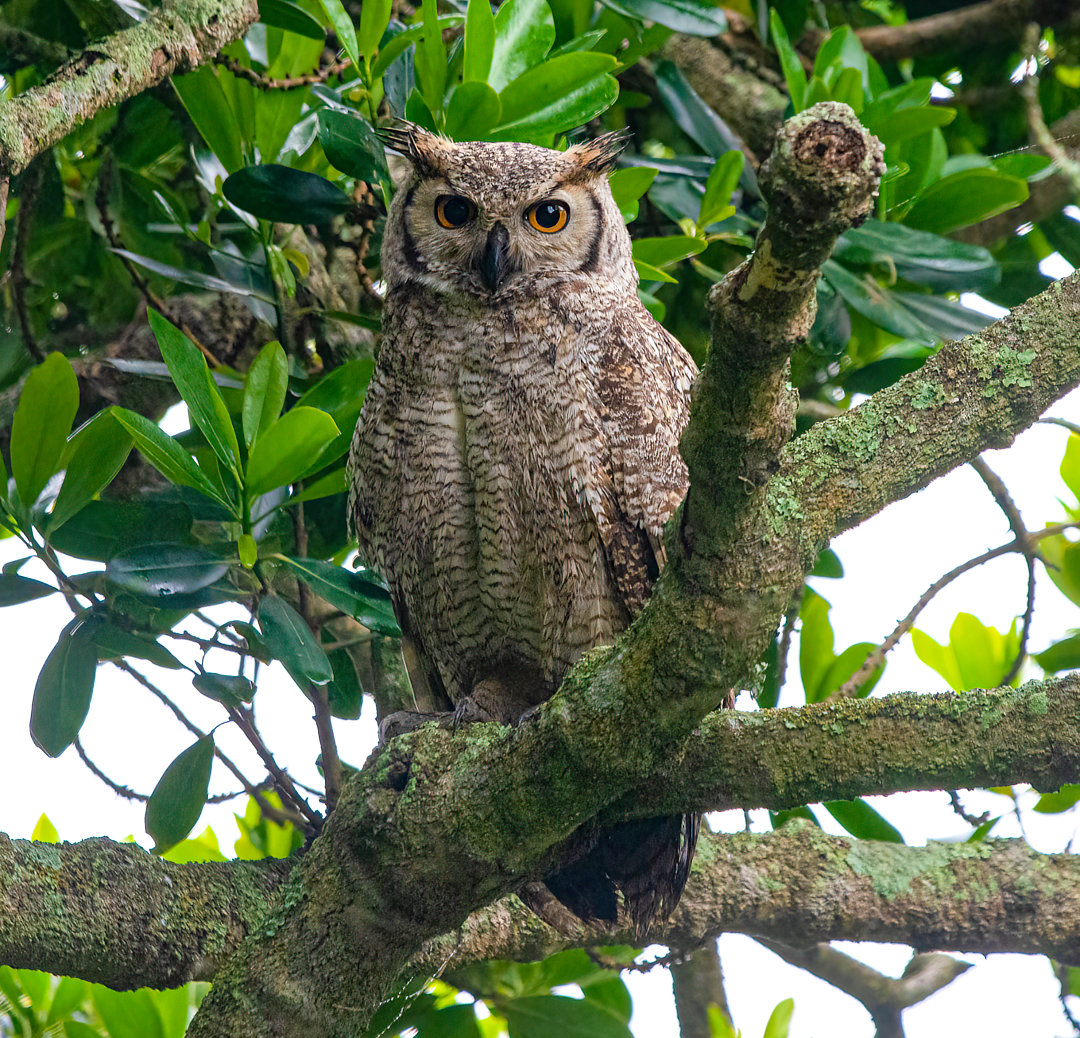 Foto jacurutu (Bubo virginianus) Por Fabyano Costa | Wiki Aves - A Enciclopédia das Aves do Brasil