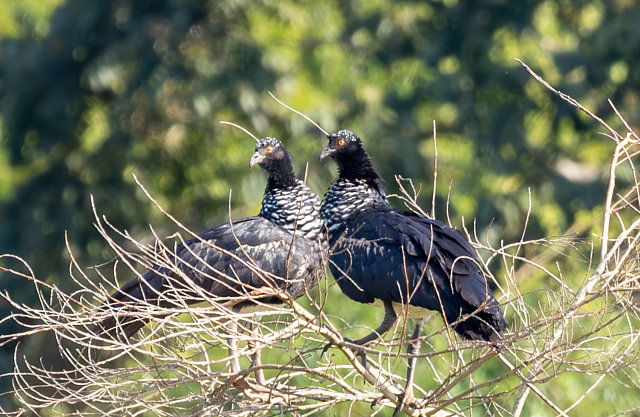Foto anhuma (Anhima cornuta) Por SilviaNishida | Wiki Aves - A ...