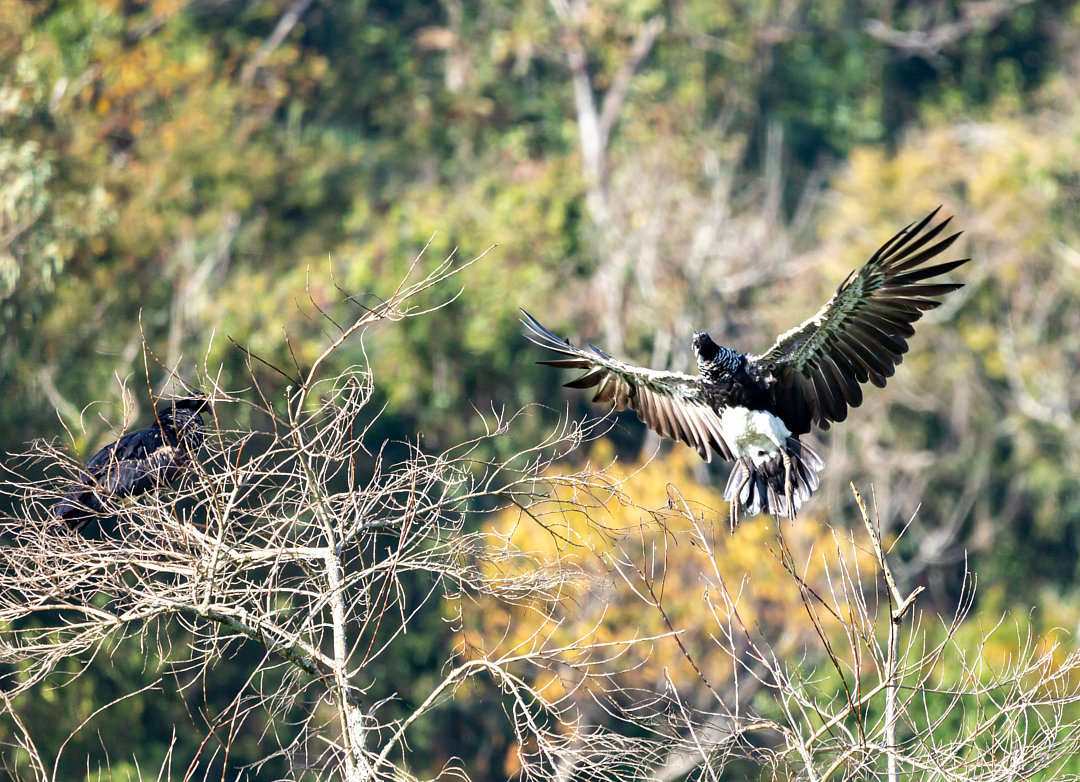 Foto anhuma (Anhima cornuta) Por SilviaNishida | Wiki Aves - A ...