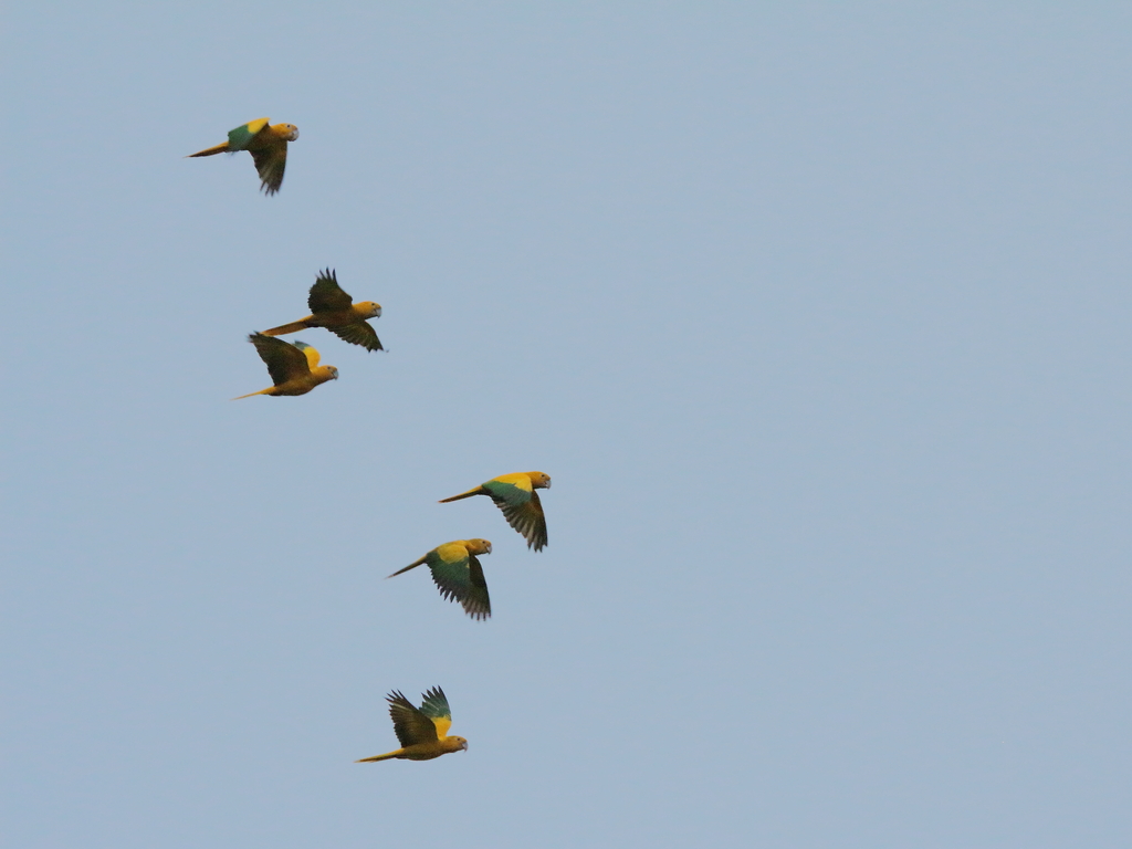 Foto ararajuba (Guaruba guarouba) Por Alessandra Fr. | Wiki Aves - A ...