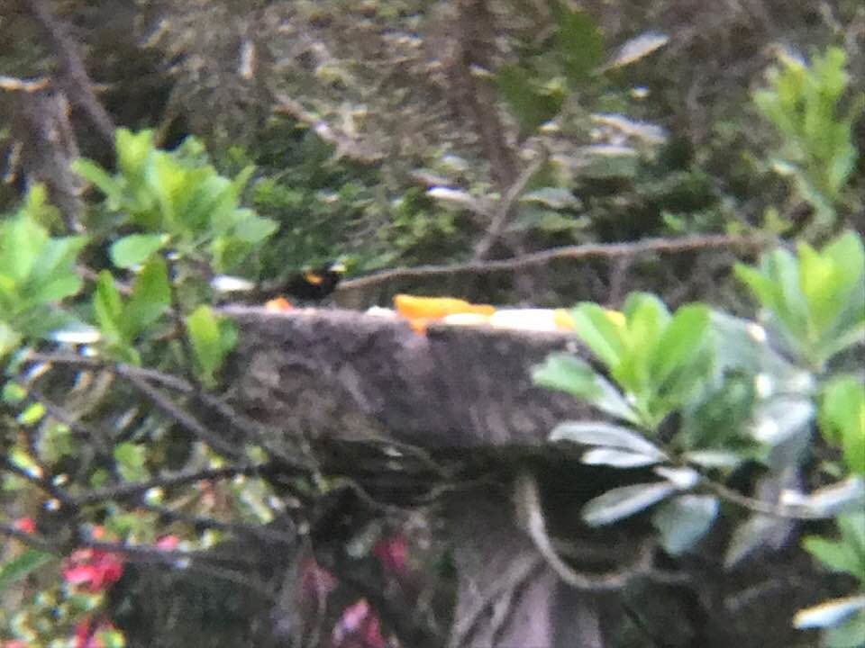 Foto tecelão (Cacicus chrysopterus) Por Rubens Martins | Wiki Aves - A ...
