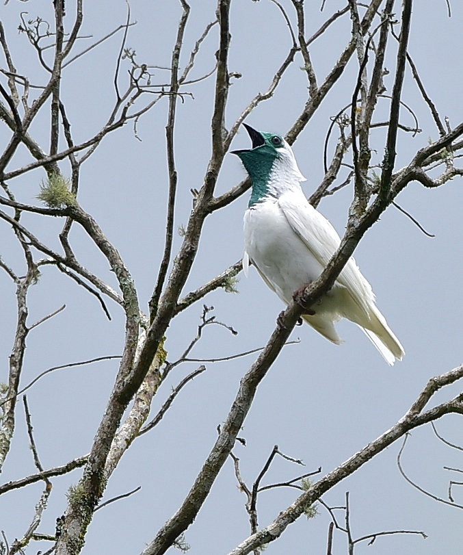 Foto araponga (Procnias nudicollis) Por Petronio Mamed | Wiki Aves - A ...
