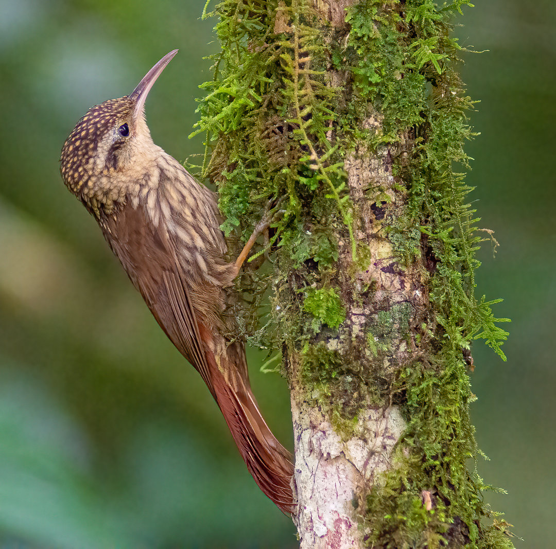 Foto arapaçu-rajado (Xiphorhynchus fuscus) Por Fabyano Costa | Wiki ...