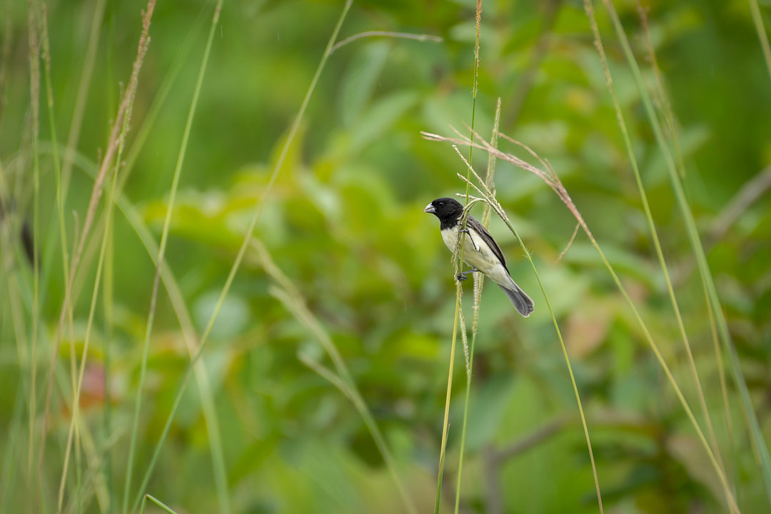 Foto papa-capim-de-costas-cinza (Sporophila ardesiaca) Por Priscilla ...