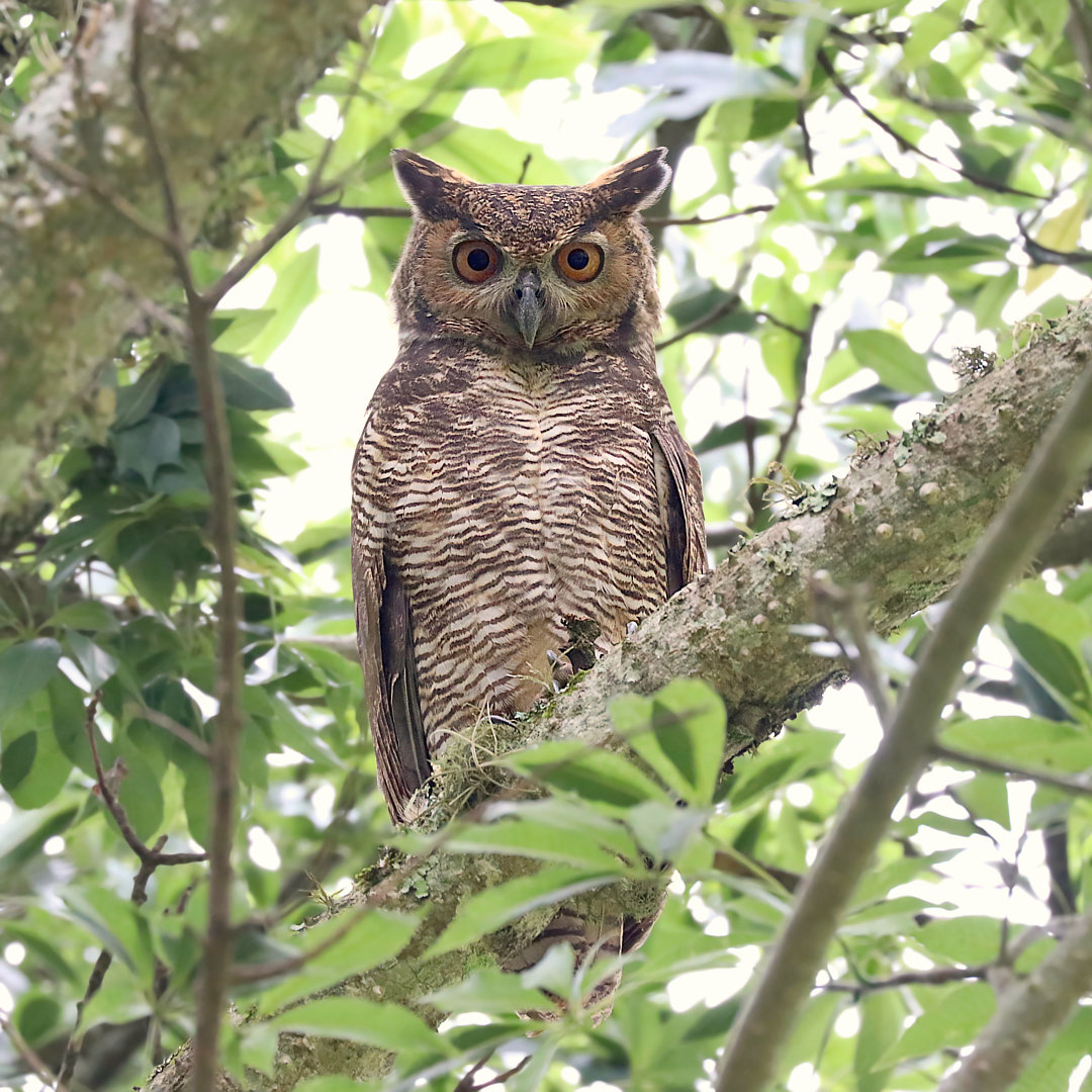 Foto jacurutu (Bubo virginianus) Por Lorenzo Palma | Wiki Aves - A ...