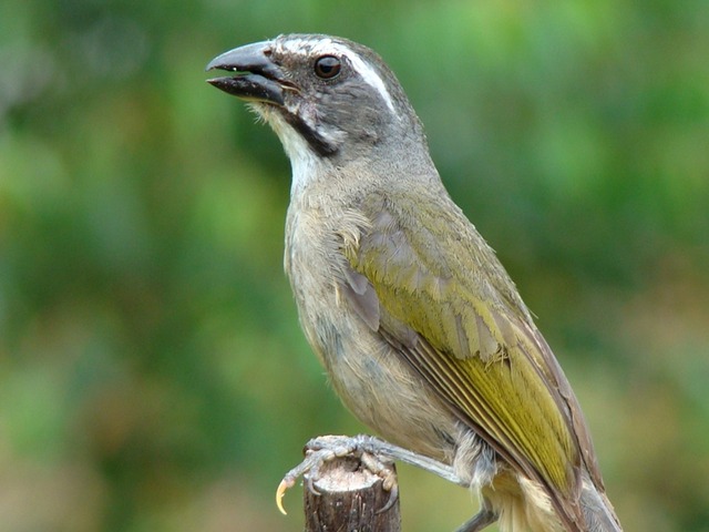 Foto trinca-ferro (Saltator similis) Por Douglas Meyer | Wiki Aves - A ...