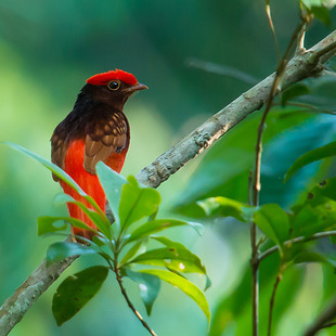 saurá (Phoenicircus carnifex) | WikiAves - A Enciclopédia das Aves do ...