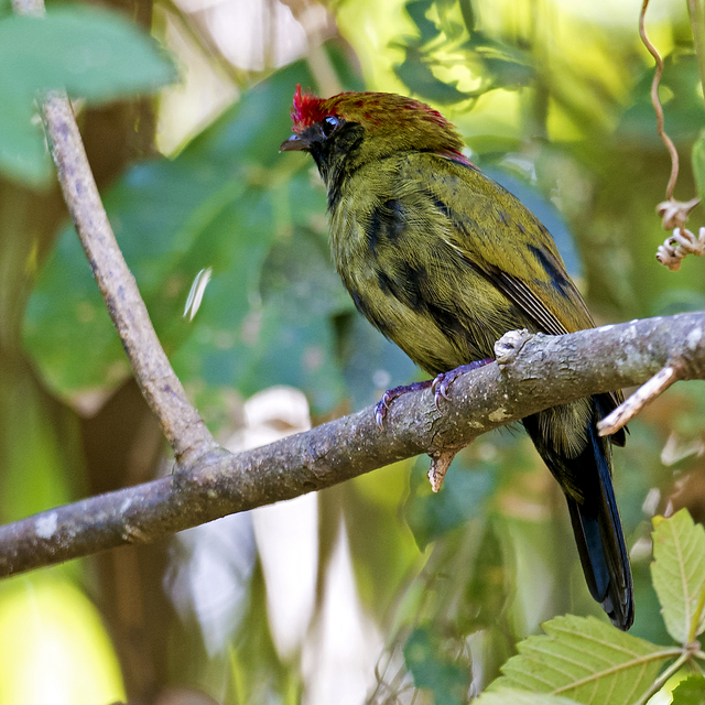 Foto soldadinho (Antilophia galeata) Por José Rondon | Wiki Aves - A ...