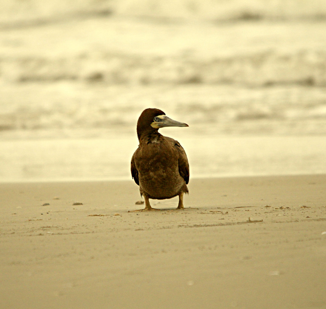 Foto atobá-pardo (Sula leucogaster) Por Guia Roberto Botelho | Wiki ...