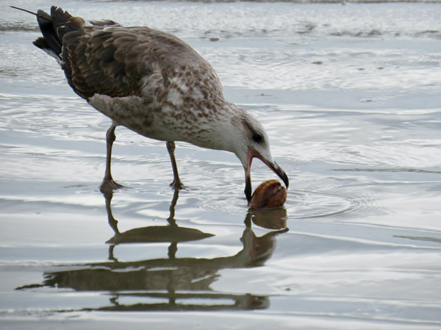 Foto gaivotão (Larus dominicanus) Por Clarisse Odebrecht | Wiki Aves ...